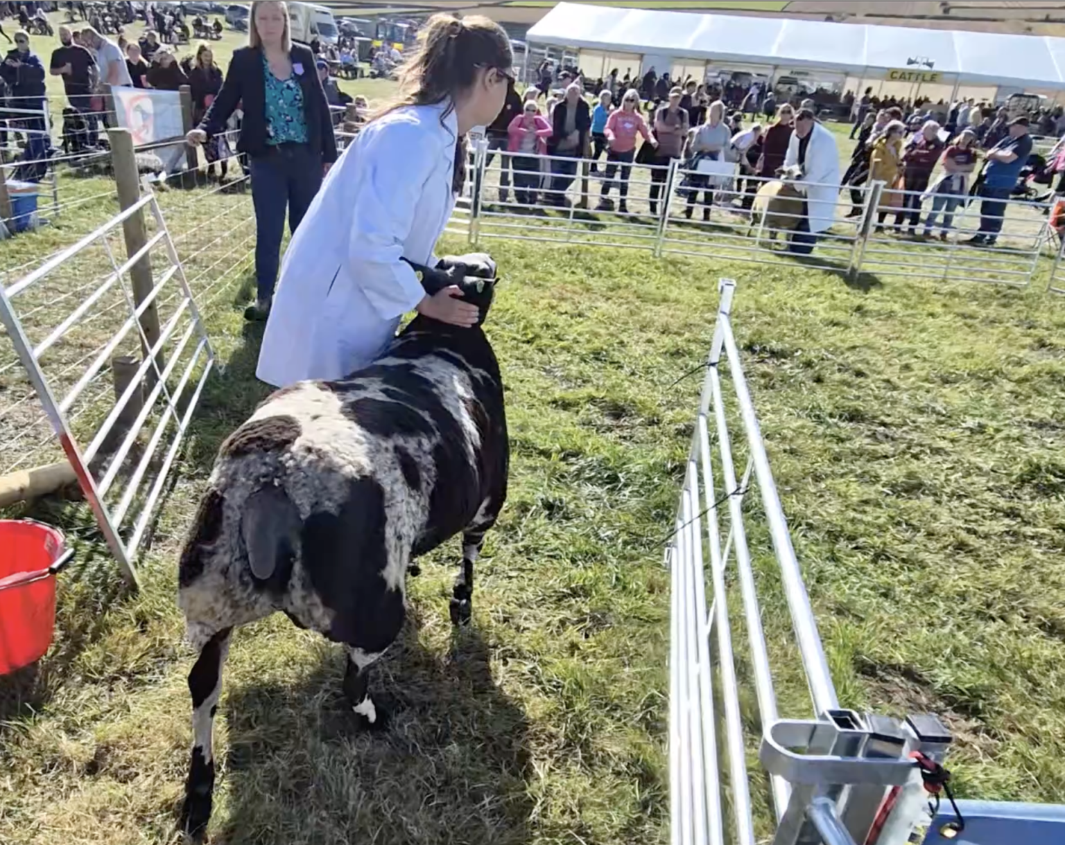 Farmer Roger’s Sheep Face the Judges! | Cannon Hall Farm