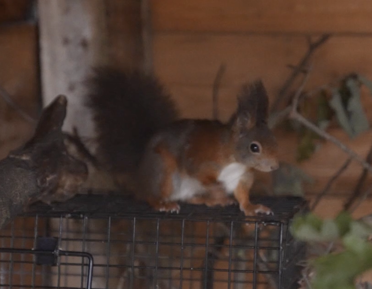 Tufty Ears and Waistcoats! | Cannon Hall Farm