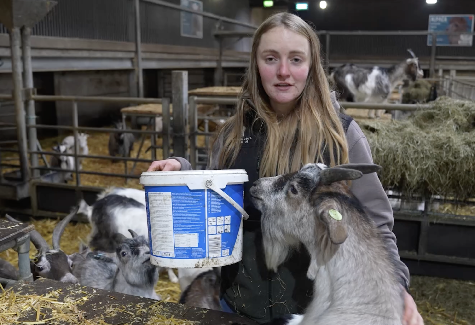 The Nanny Goats | Cannon Hall Farm