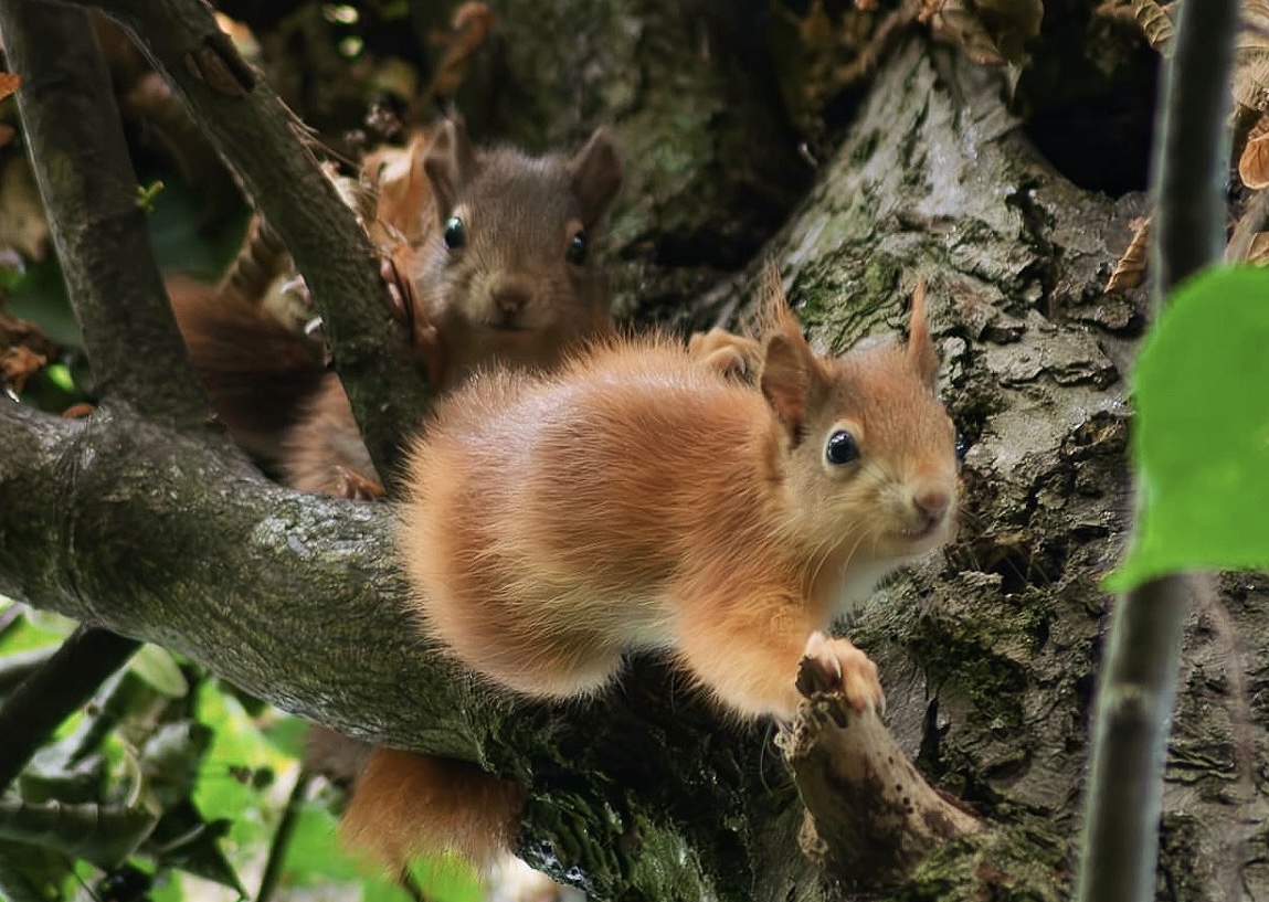 Adopt our Red Squirrel | Cannon Hall Farm