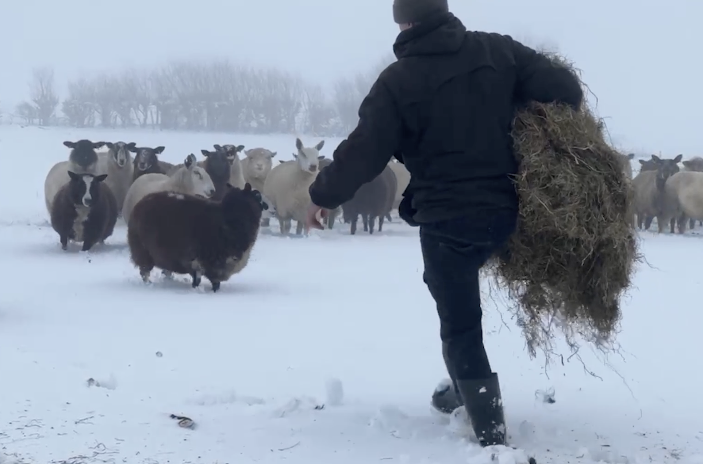 Feeding the Sheep in Knee-High Snow! | Cannon Hall Farm