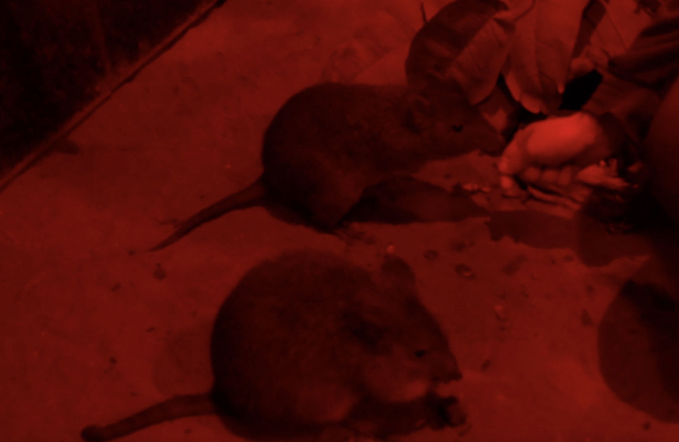 Our potoroo conservation plan with Puffle and Big Nige | Cannon Hall Farm