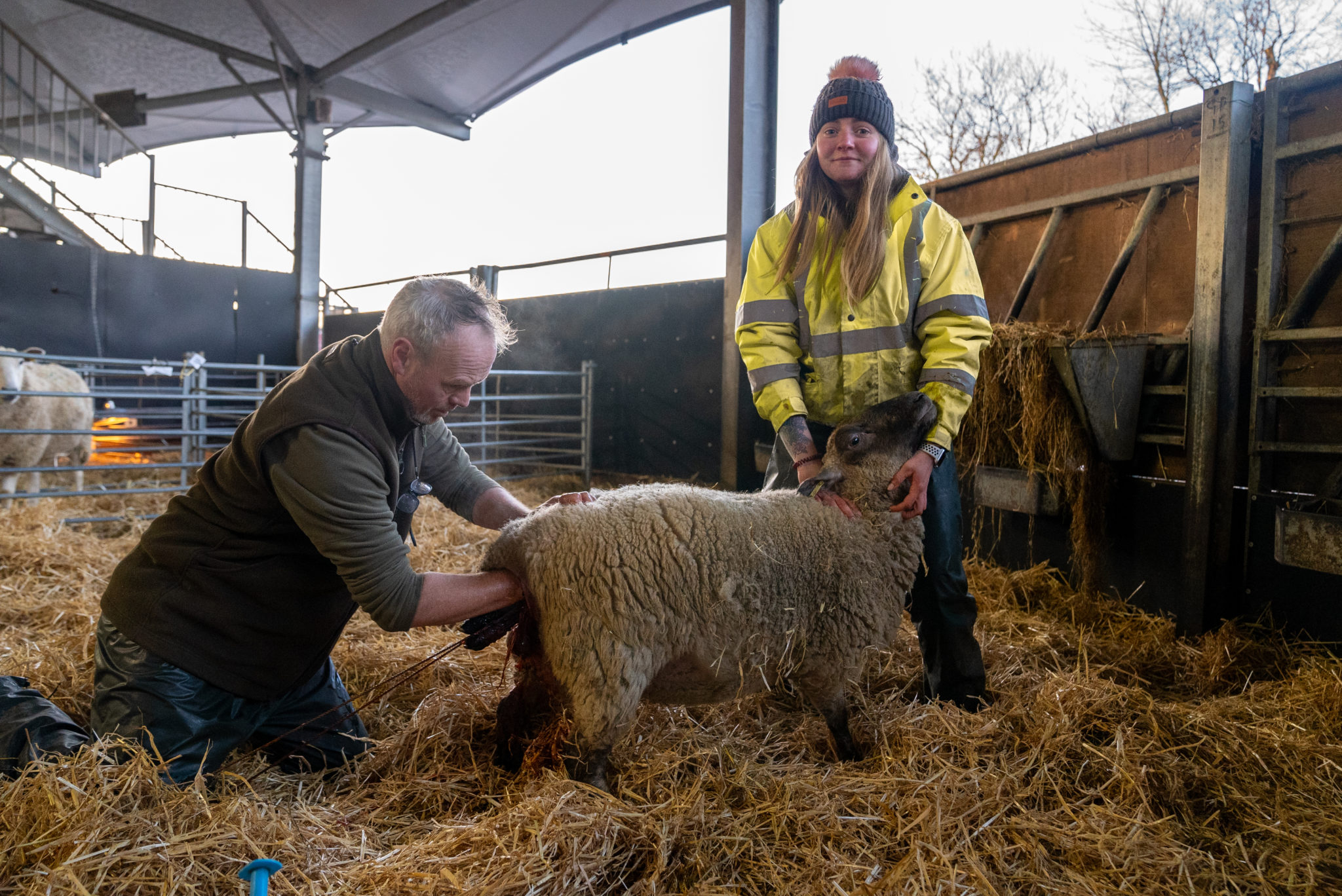 Lambing Night Shift: Live Online! | Cannon Hall Farm