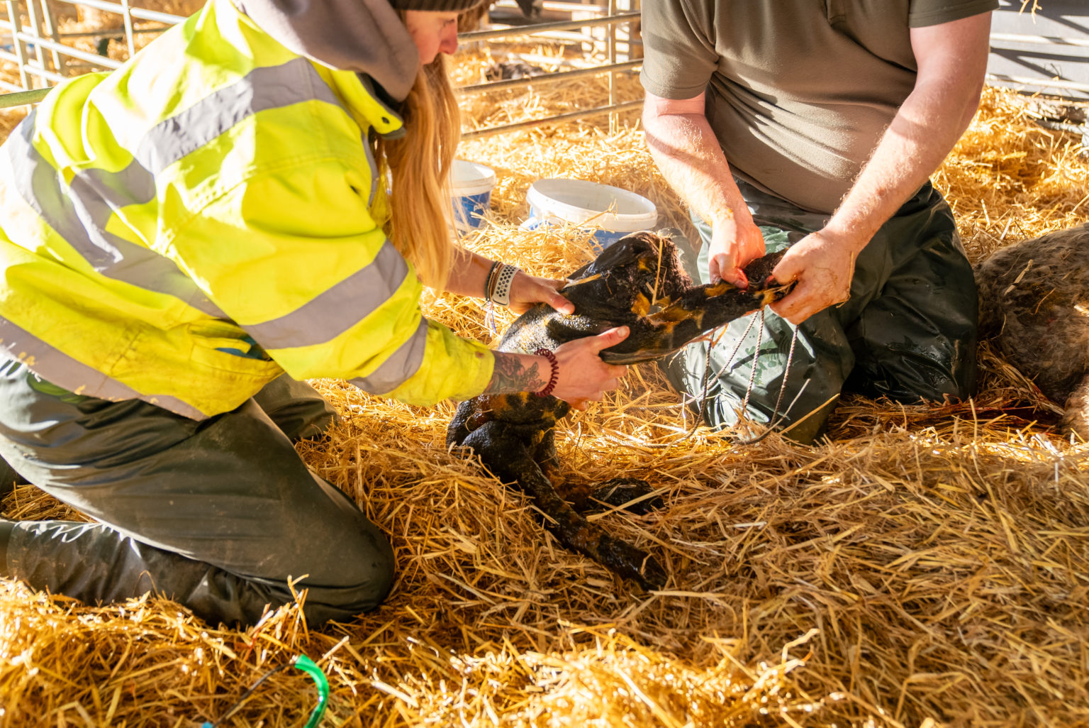 Lambing Night Shift: Live Online! | Cannon Hall Farm