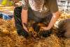 Lambing Night Shift: Live Online! | Cannon Hall Farm