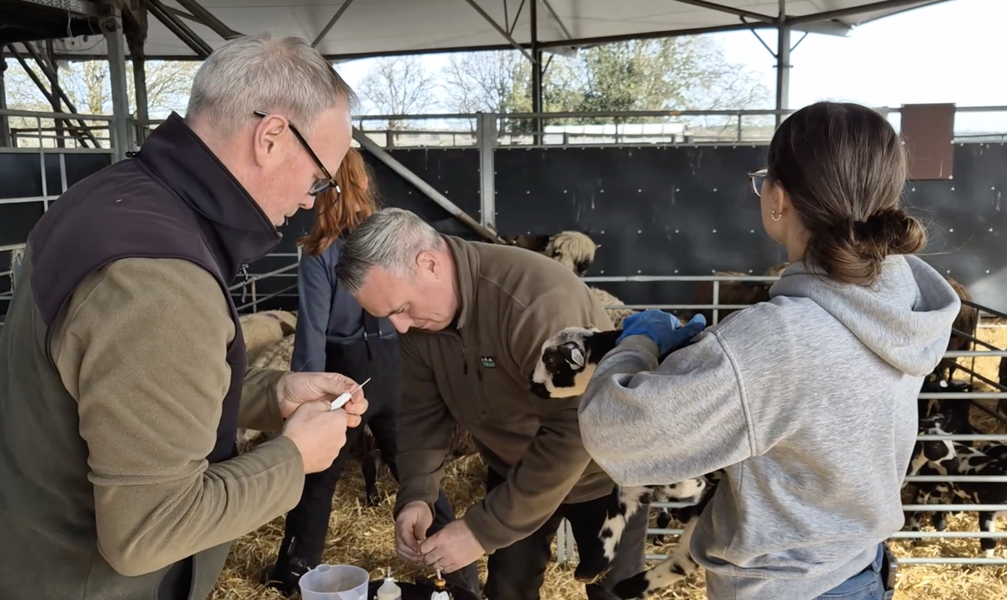Vaccinating the lambs! | Cannon Hall Farm