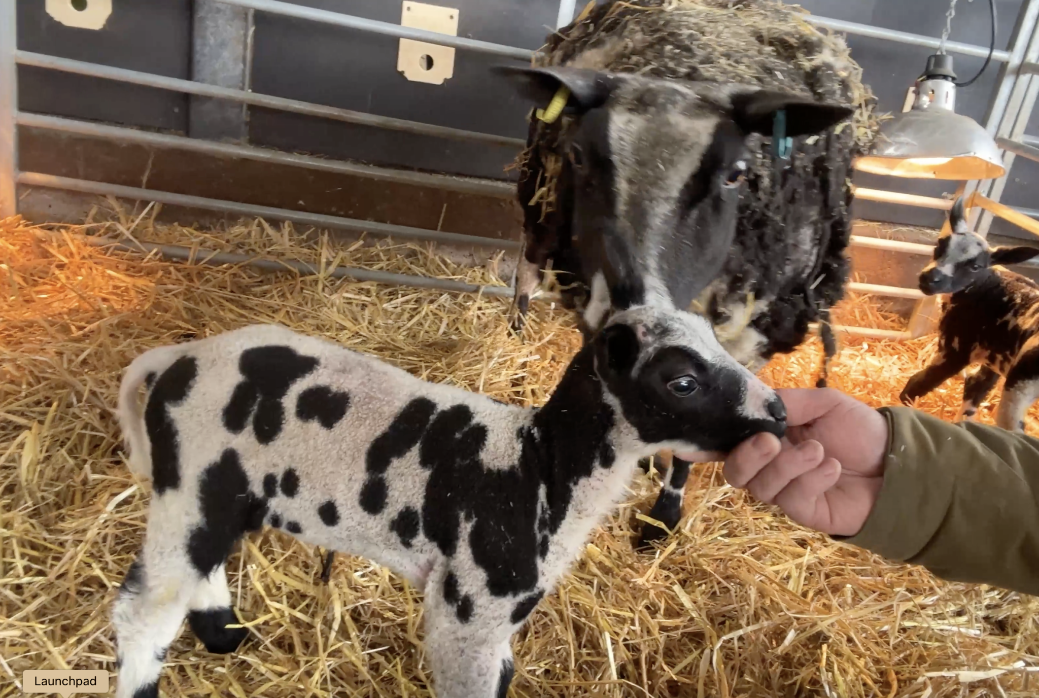 An update from a difficult lambing live! | Cannon Hall Farm