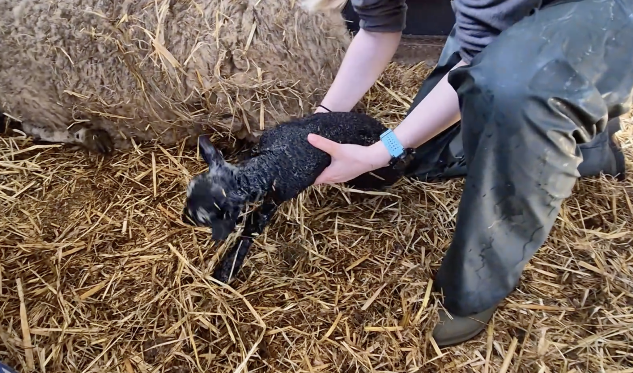 Preparing for Springtime on the Farm! | Cannon Hall Farm