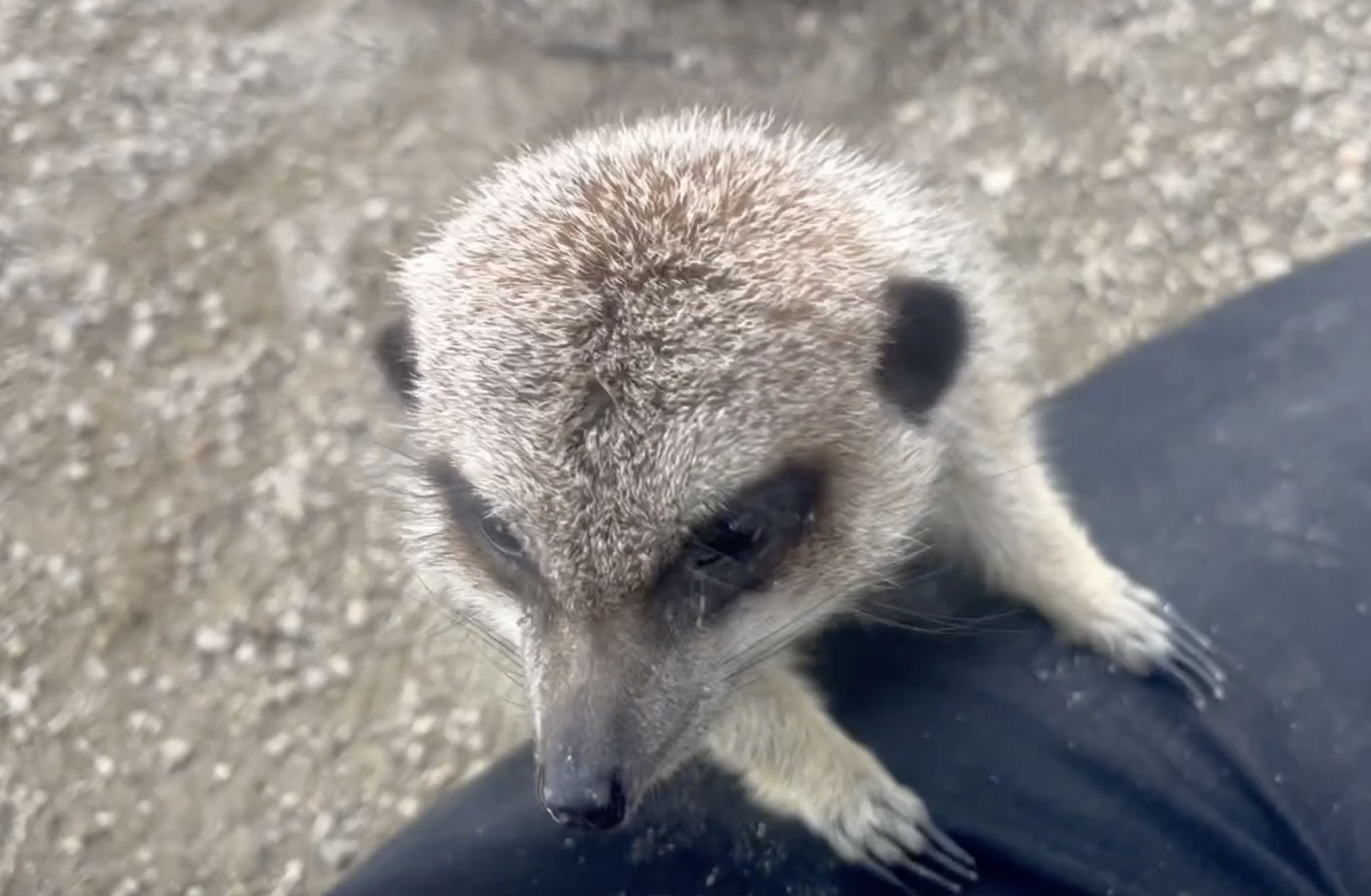 Our marvellous meerkat mob! | Cannon Hall Farm