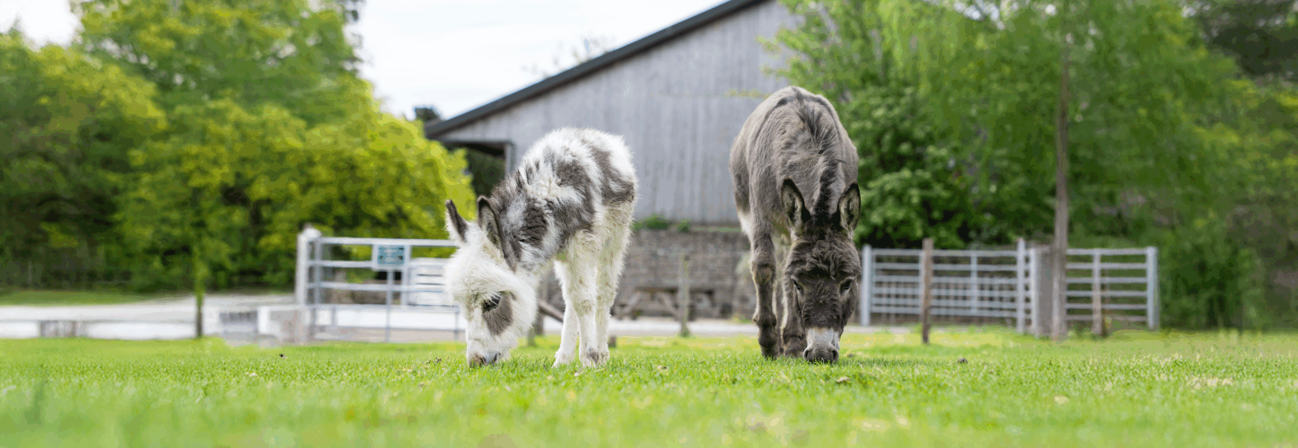Opening hours | Cannon Hall Farm