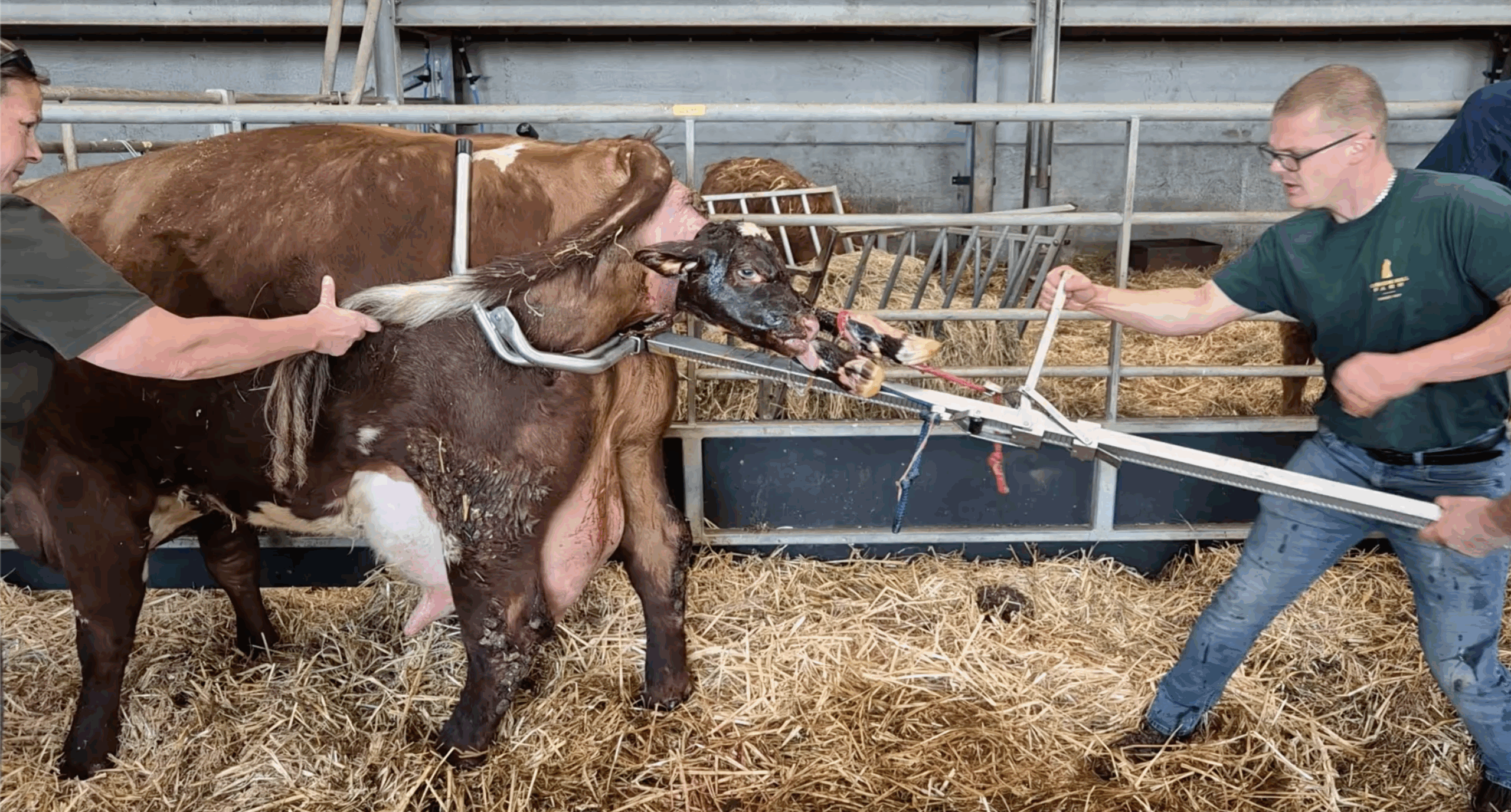 Tense moments as Beryl gives birth! | Cannon Hall Farm