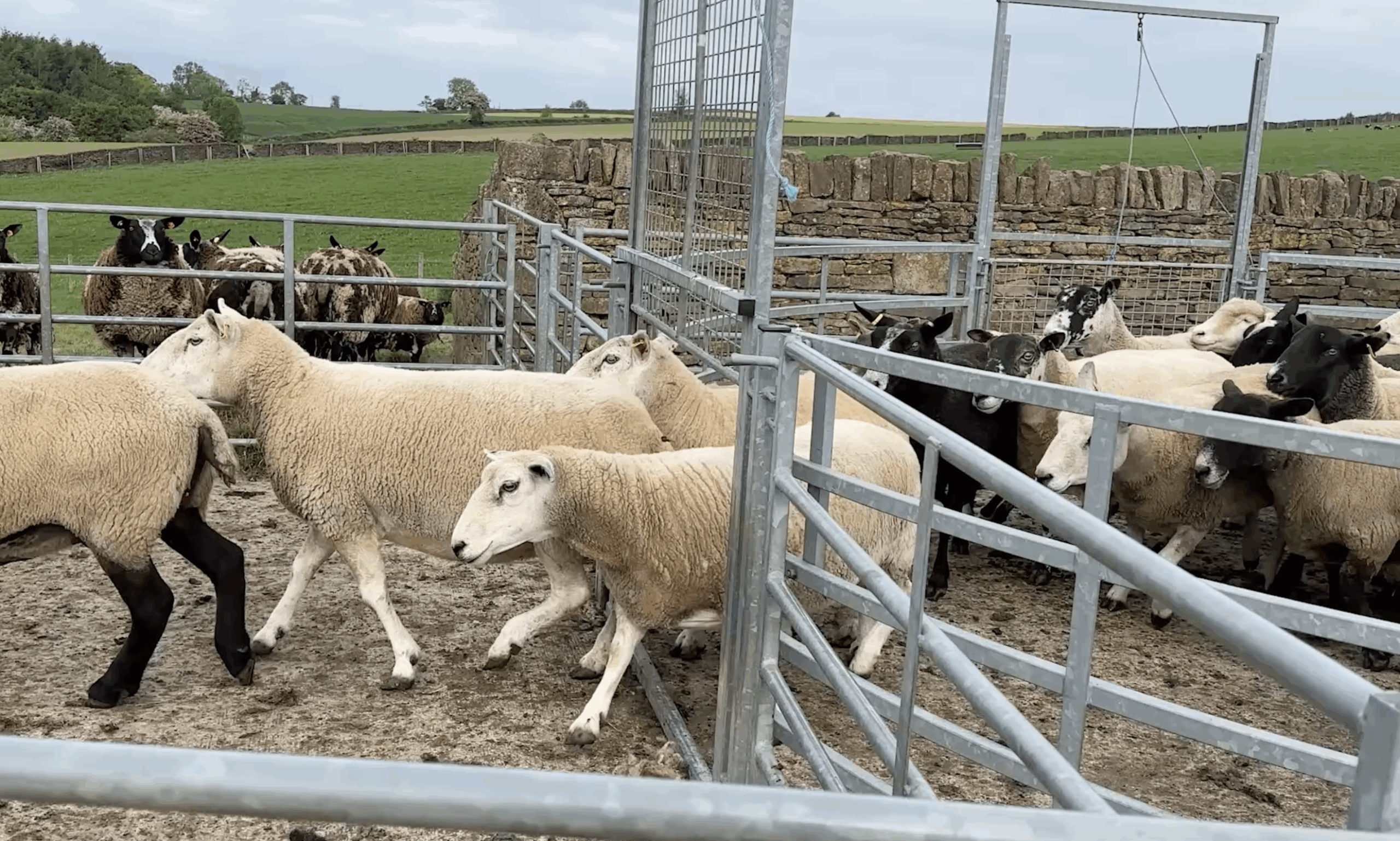 Vaccinating the sheep | Cannon Hall Farm