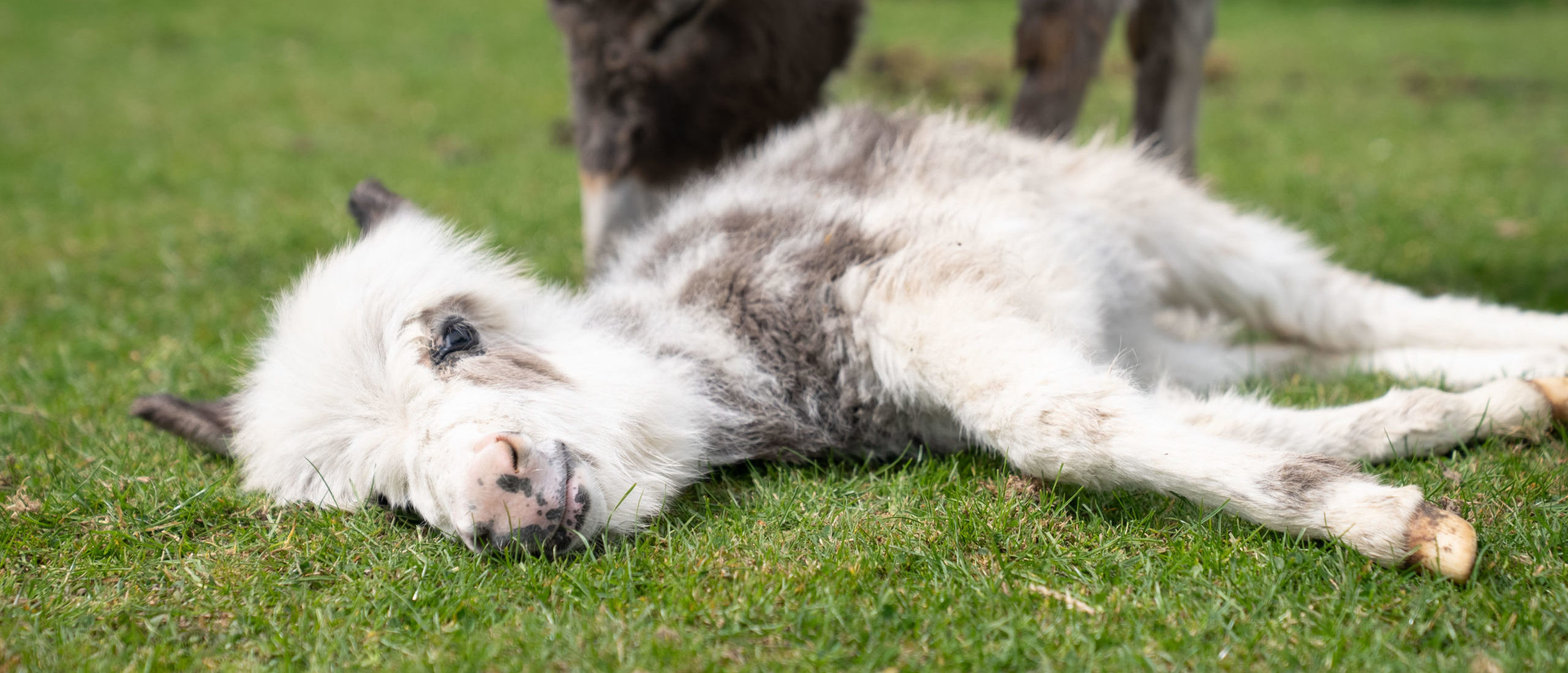 Plan your visit | Cannon Hall Farm