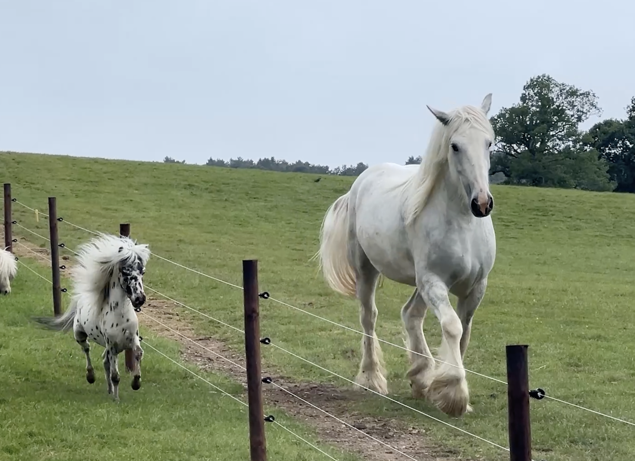 Meeting the neighbours! | Cannon Hall Farm
