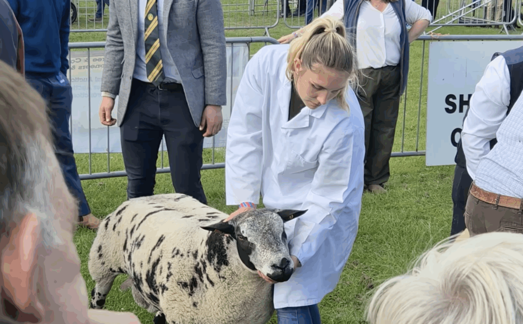 Lowland Sheep Grand Final - Westmorland Show | Cannon Hall Farm